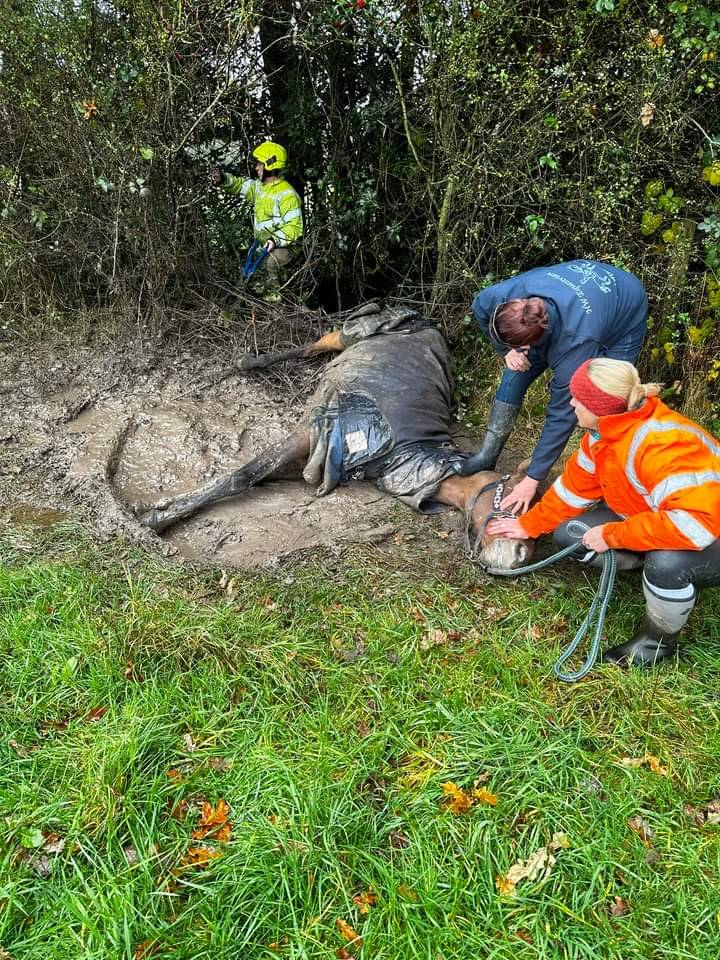 Cappy’s Story – The Impact & Aftermath of Fireworks on Horses | The ...
