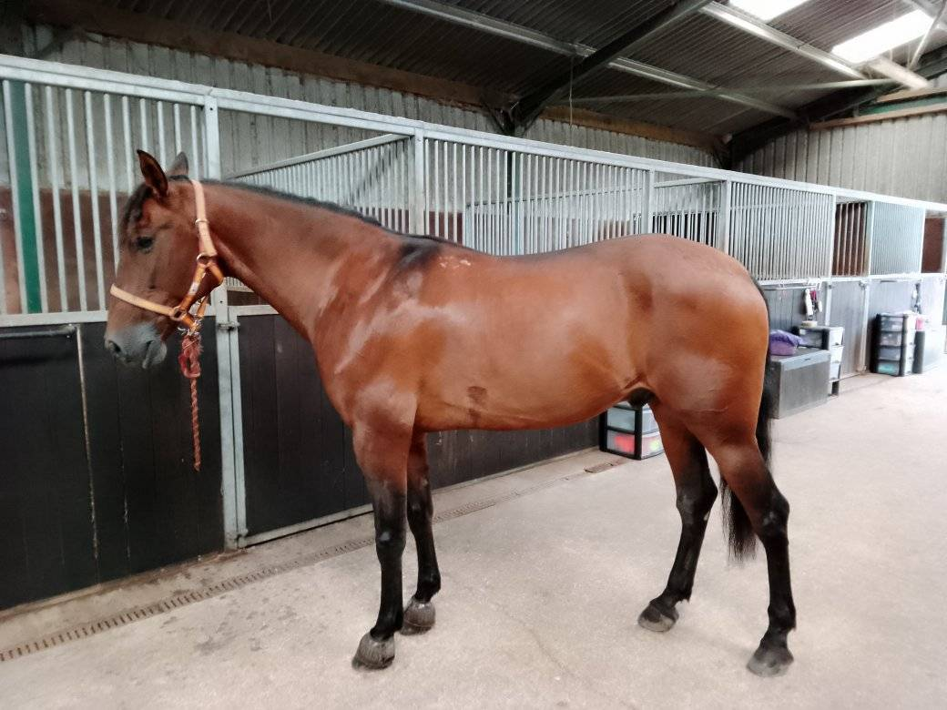 Cappy’s Story – The Impact & Aftermath of Fireworks on Horses | The ...